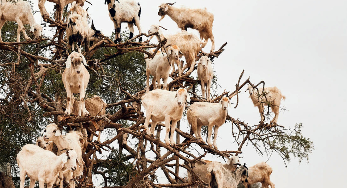 Bonnie Coumbe – DROOL