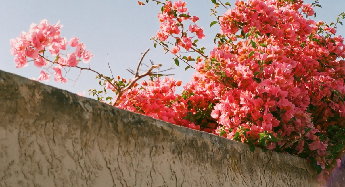 Brandon Chau – DROOL