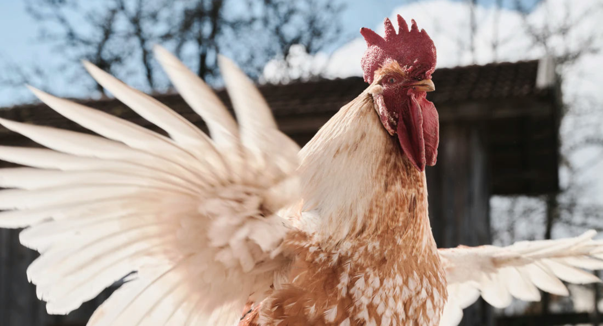 Florian Maas – DROOL