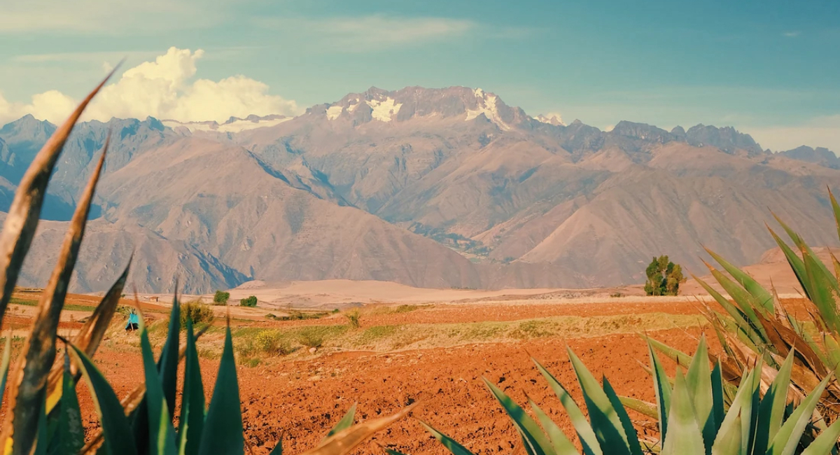 Mandy Sham – DROOL