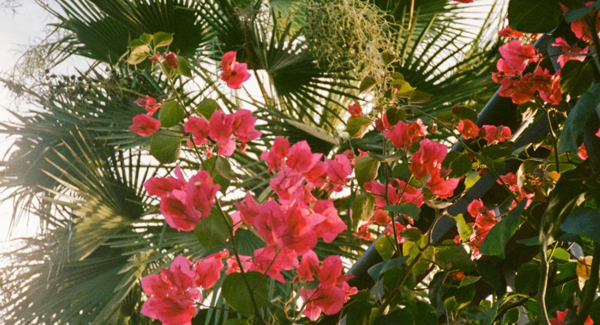 Robin Knuth – DROOL